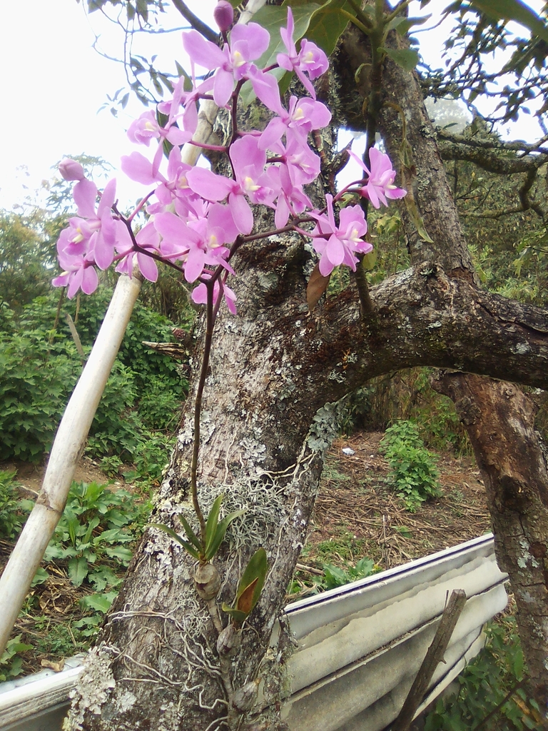 blushing Artorima from Putla Villa de Guerrero, Oax., México on January ...