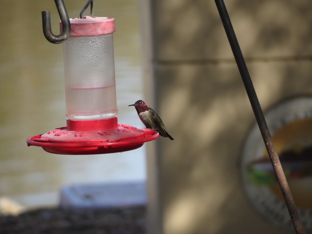 Anna's Hummingbird from E Galleria Dr, Henderson, NV, US on January 4 ...