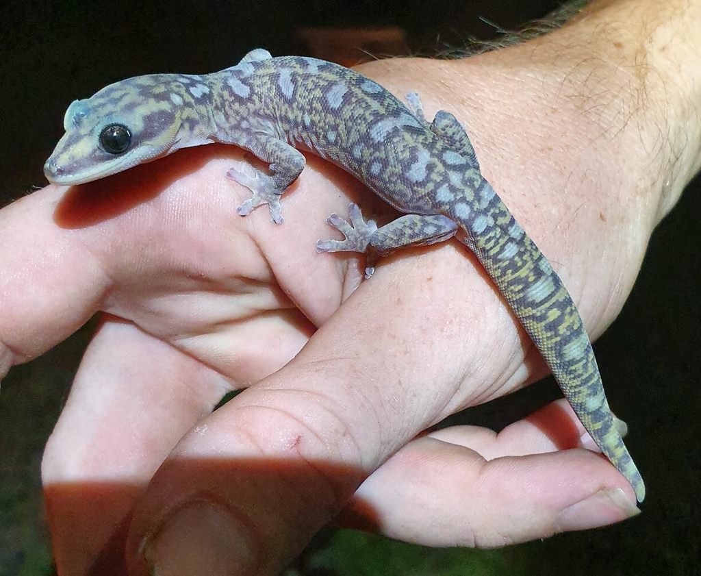 Common Australian Velvet Geckos from Mirani, AU-QL, AU on January 03 ...
