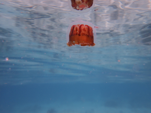 Linuche aquila · iNaturalist