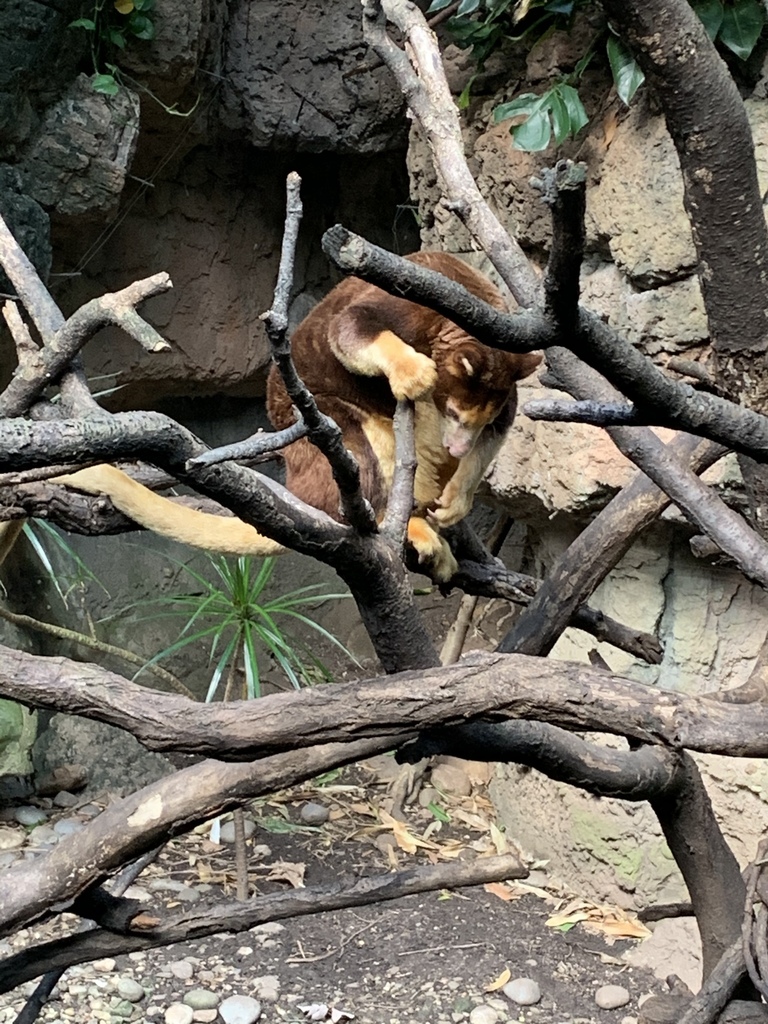 Huon Tree-kangaroo in November 2019 by C Hewitt · iNaturalist