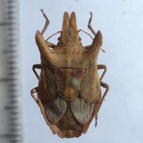 Genus Scylax · iNaturalist