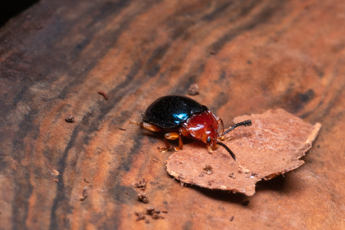 Mycetina pulchella · iNaturalist