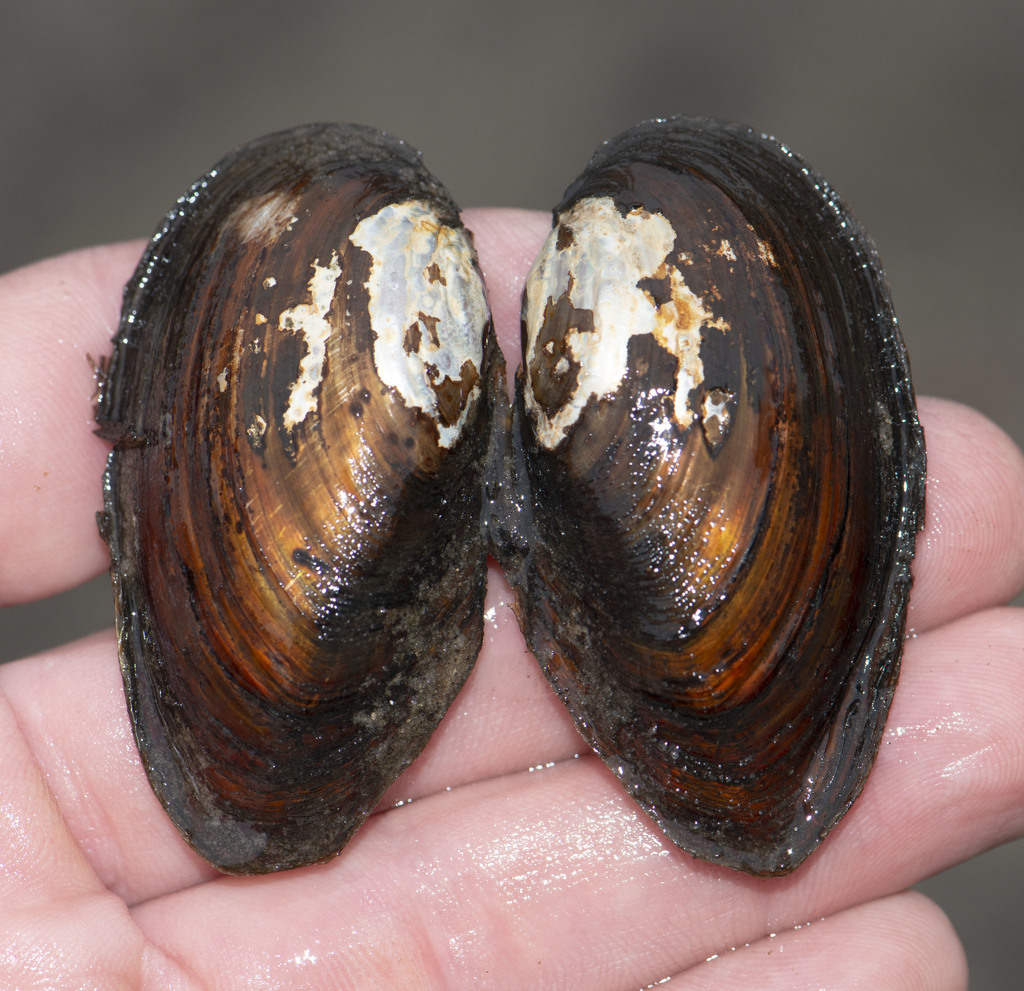 Florida Spike from Sarasota County, FL, USA on December 22, 2019 at 01: ...