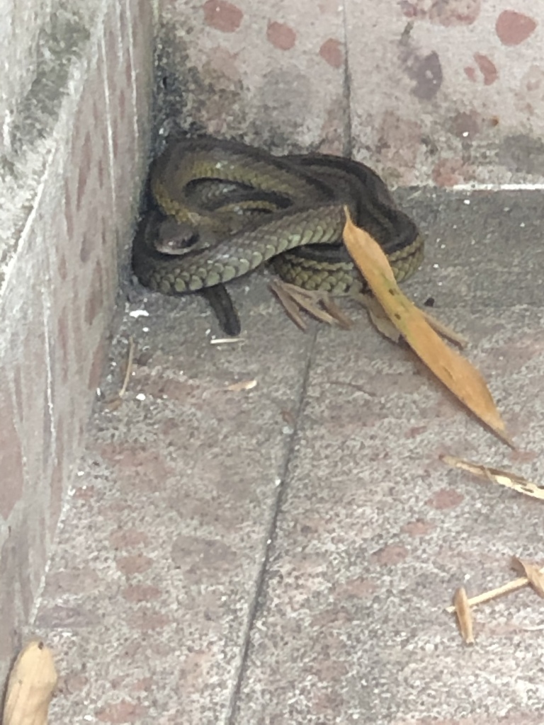 Forest Racer from Carrera 18N, Armenia, Quindío, CO on January 5, 2020 ...