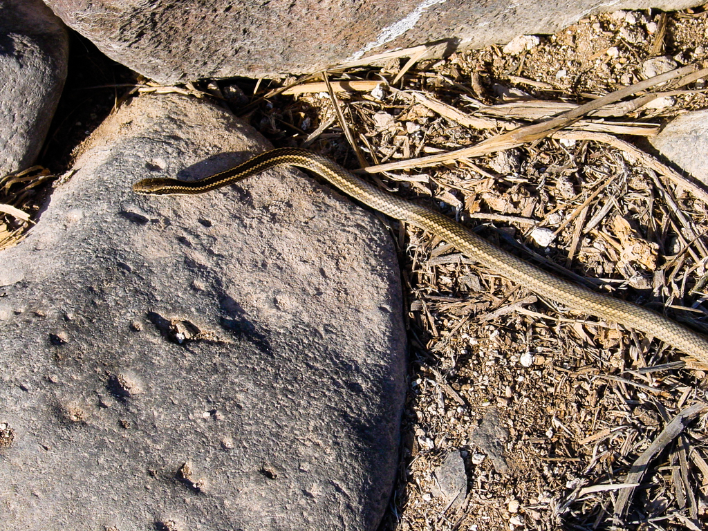 Española Racer in January 2001 by Steven Daniel · iNaturalist