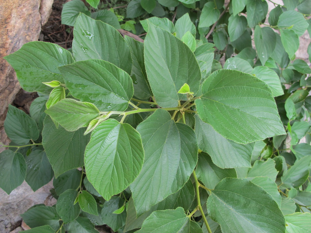 Colubrina stricta in August 2017 by M. A. K. Johnson · iNaturalist