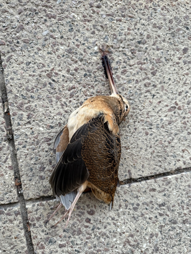 American Woodcock from Dallas City Hall Plaza, Dallas, TX, US on ...
