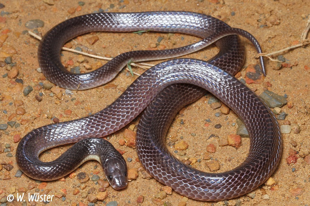 Greater Black Krait from Aizawl, Mizoram, India on July 1, 2016 at 03: ...