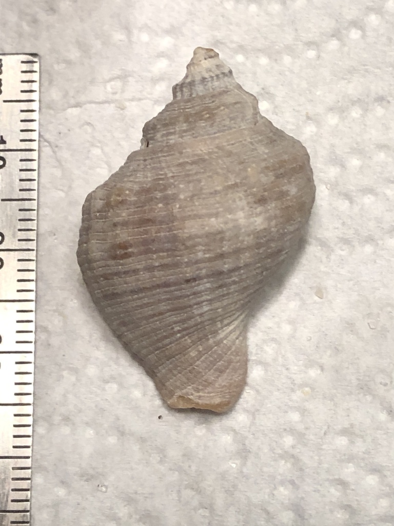 Florida Rock Shell from Gulf Islands National Seashore, Navarre, FL, US ...