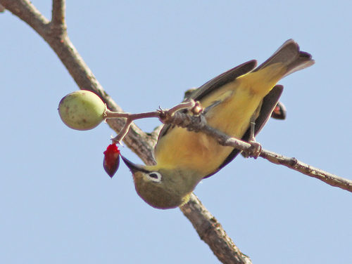 Subspecies Zosterops flavilateralis jubaensis · iNaturalist