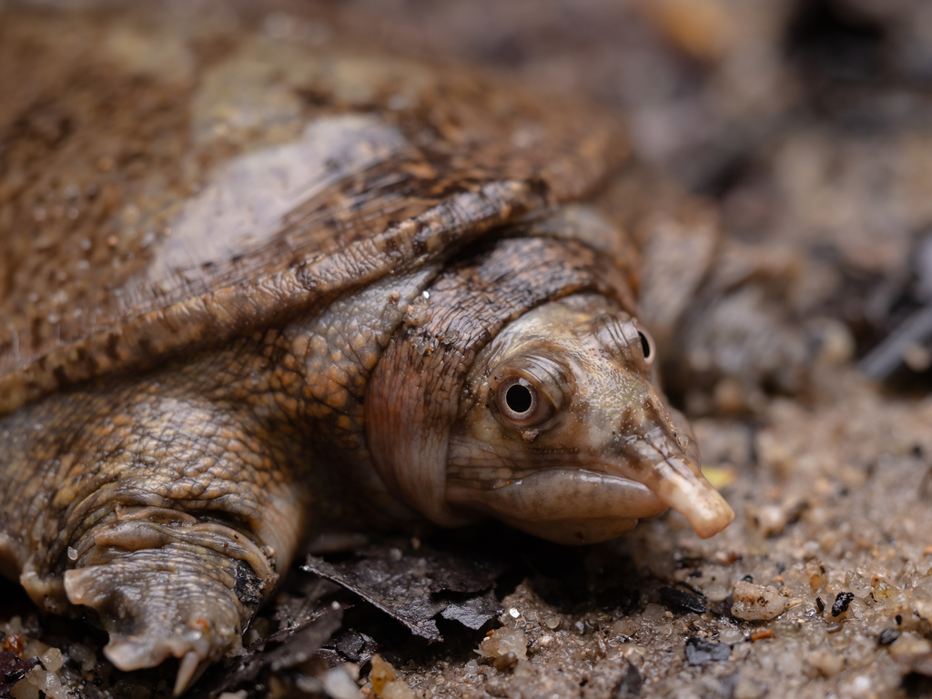 Malayan Softshell Turtle from Bukit Kiara, 60000 Kuala Lumpur, Federal ...