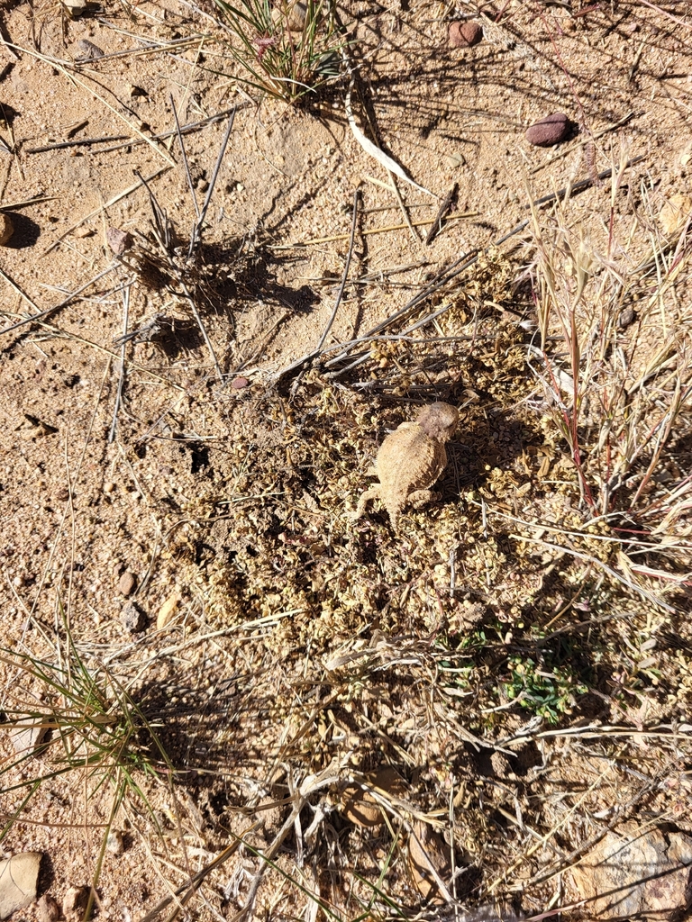 Horned Lizards from Hereford, AZ 85615, USA on November 14, 2025 at 10: ...