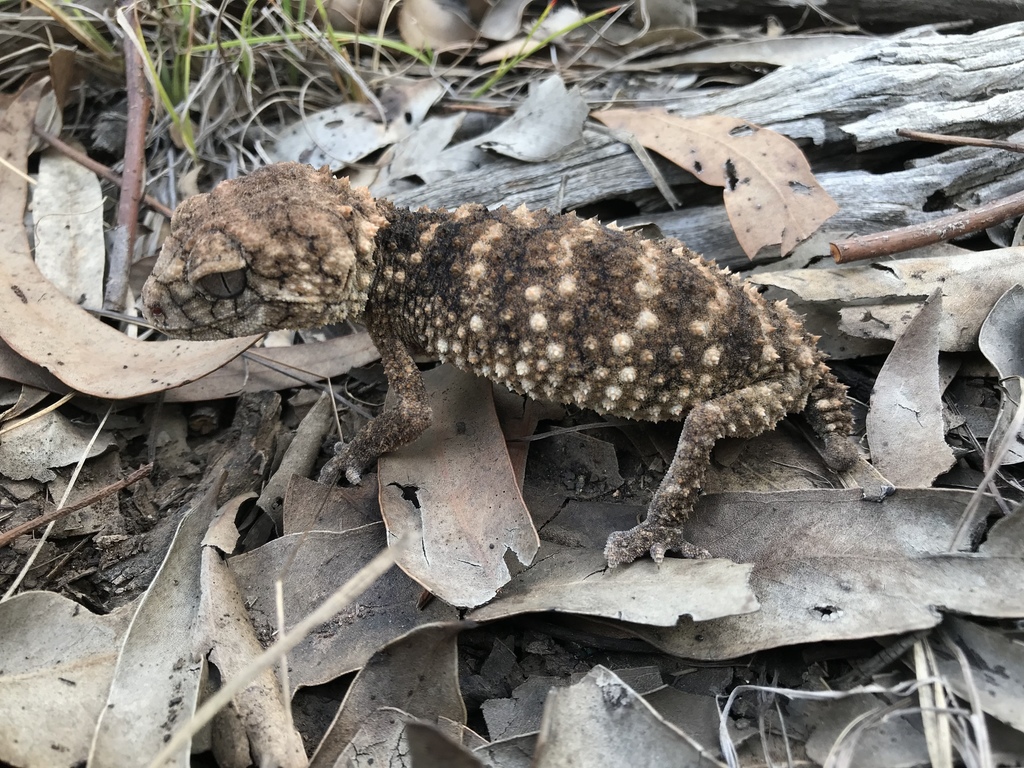 Spiny Knob-tailed Gecko in April 2019 by Bruce Edley · iNaturalist