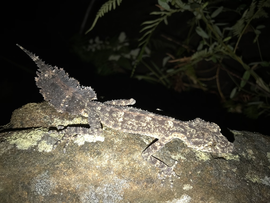 Kate's Leaf-tailed Gecko in April 2019 by Bruce Edley · iNaturalist