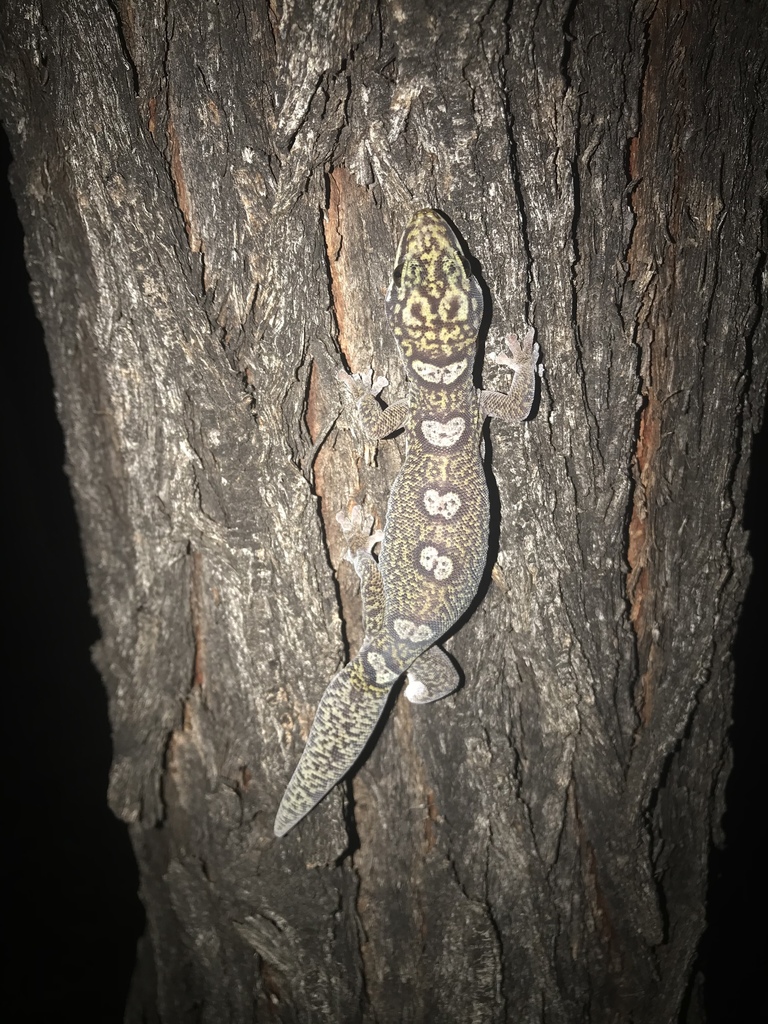 Oedura elegans in April 2019 by Bruce Edley. Placeholder for “Oedura ...