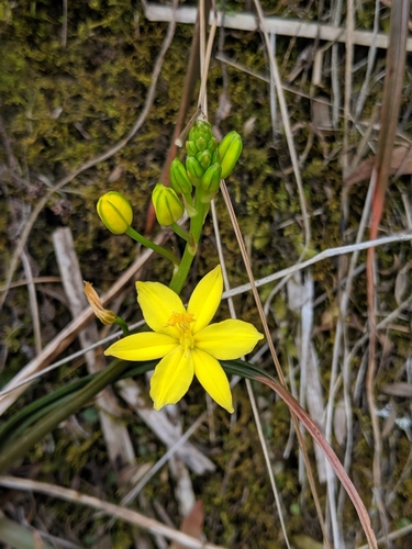Bulbine vagans · iNaturalist Mexico