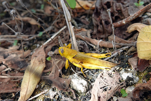 Subspecies Valanga nigricornis disparilis · iNaturalist