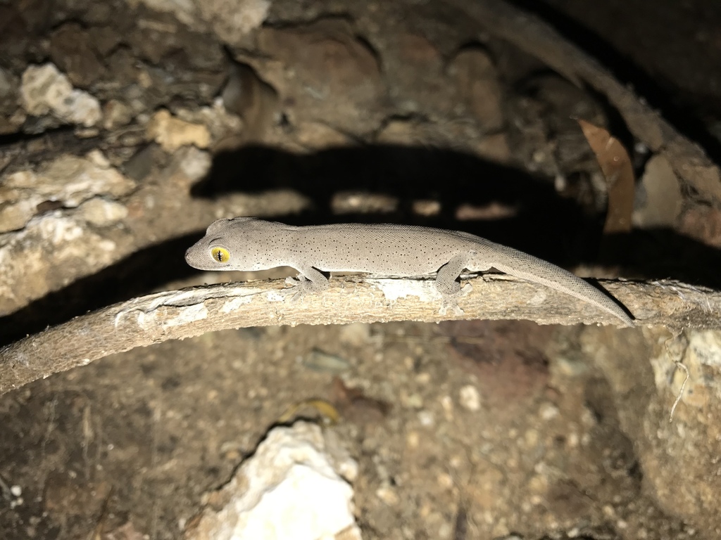 Golden-eyed Gecko in April 2019 by Bruce Edley · iNaturalist