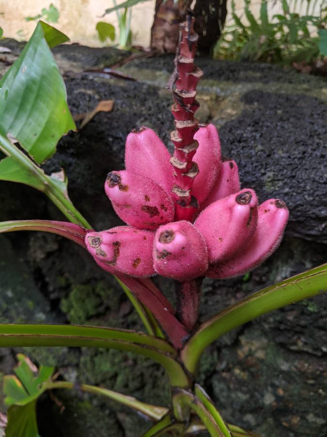 Pink Banana from Moka District on January 2, 2020 at 05:17 PM by Simon ...