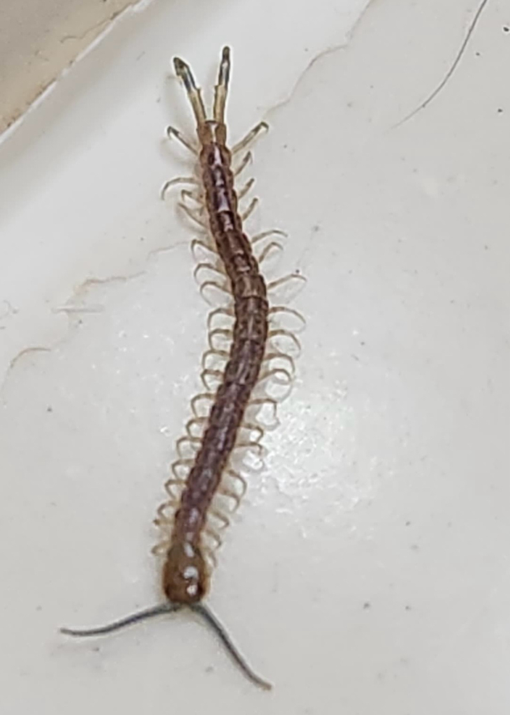 Eastern Bark Centipede from Amber Leaf Ct, Jonesboro, GA, US on ...