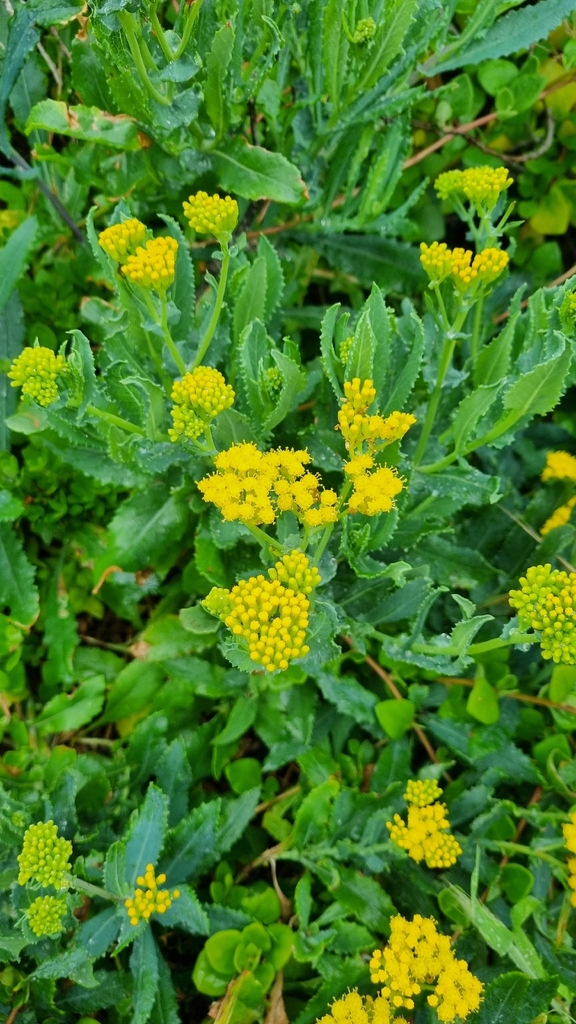 Scented Groundsel from RPVW+QJ, Robe SA 5276, Australia on November 16 ...