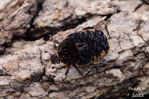Anthracophora eddai · iNaturalist