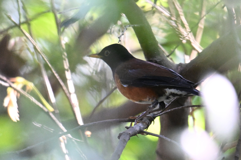 Izu Thrush (Turdus celaenops) - Avian Discovery