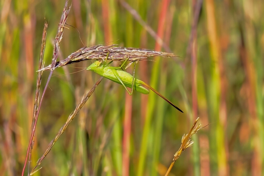 Round-tipped Conehead from Lancaster County, NE, USA on September 26 ...