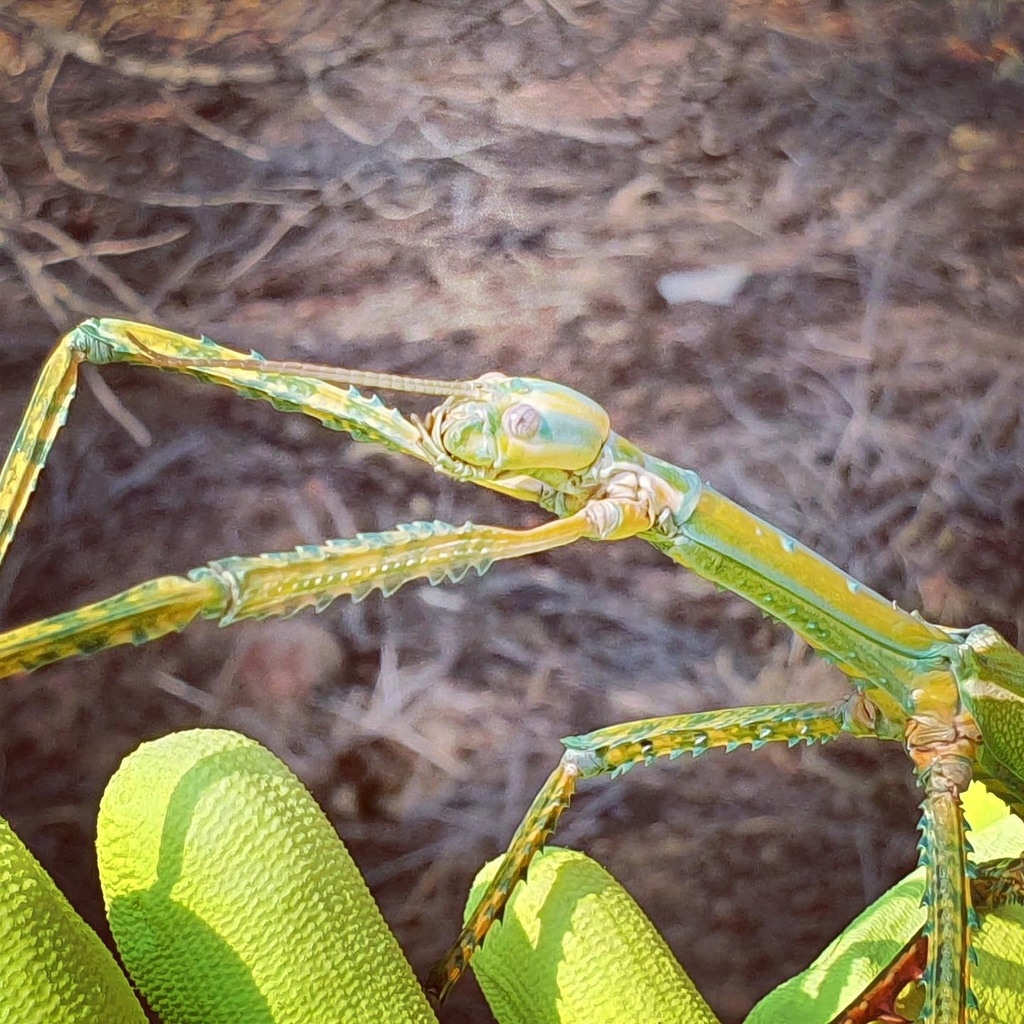 Darwin Stick Insect in December 2019 by Karly F · iNaturalist
