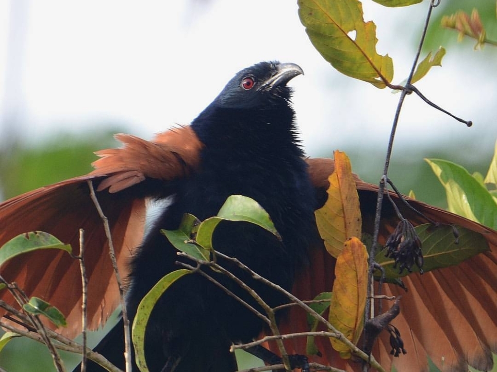 Greater Coucal from WJWR+Q2H, Nanga Palin, Embaloh Hilir, Kapuas Hulu ...
