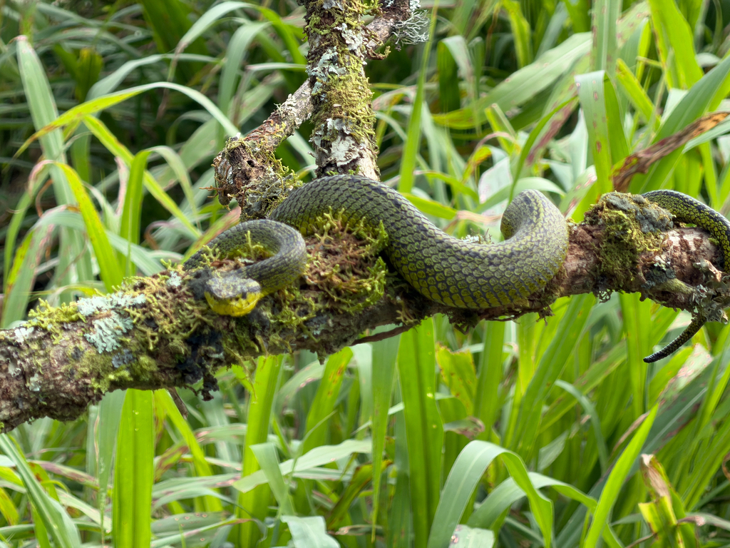 Black-speckled Palm Pit Viper from Bugaba, PA-CH, PA on November 17 ...