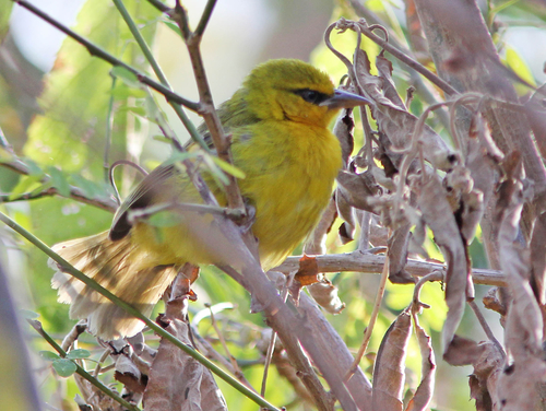 Western Spectacled Weaver (Subspecies Ploceus ocularis crocatus ...