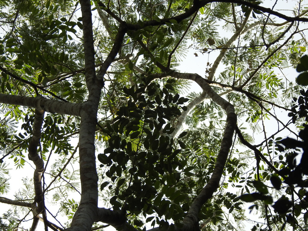 Lonchocarpus yucatanensis from Solidaridad, Quintana Roo, Mexico on ...