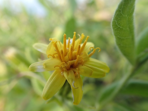 Variety Trixis californica peninsularis · iNaturalist
