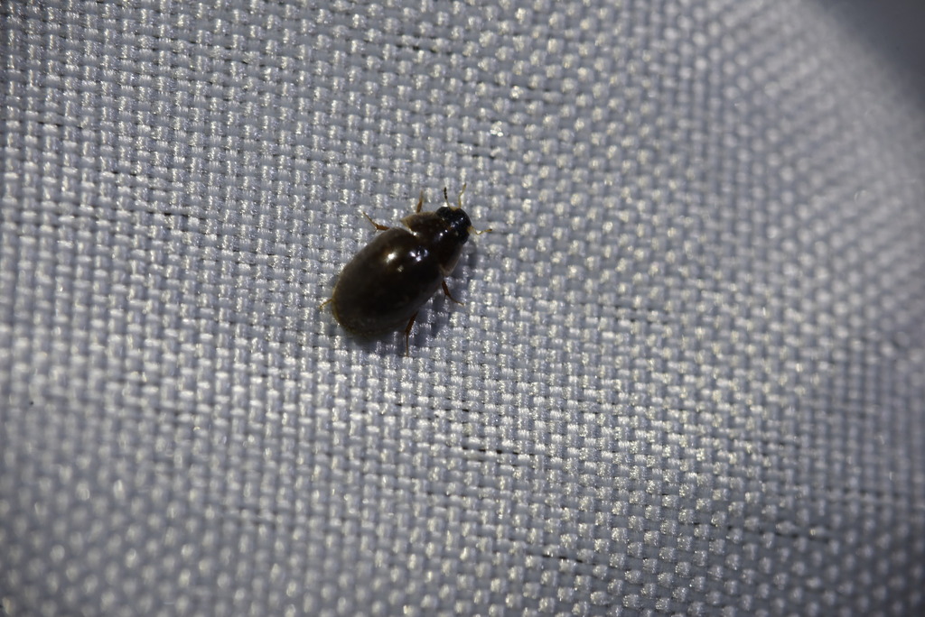Enochrus from St. Louis, MO, USA on September 10, 2025 at 09:16 PM by K ...