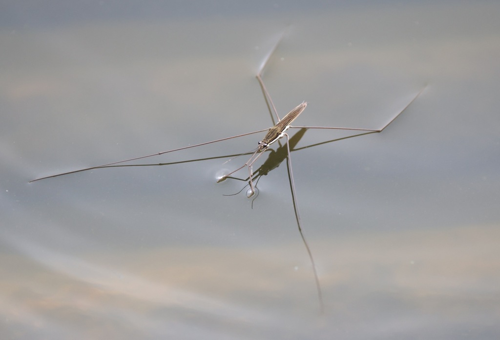 Giant Water Strider from 264台灣宜蘭縣員山鄉 on October 15, 2025 at 08:25 AM by ...