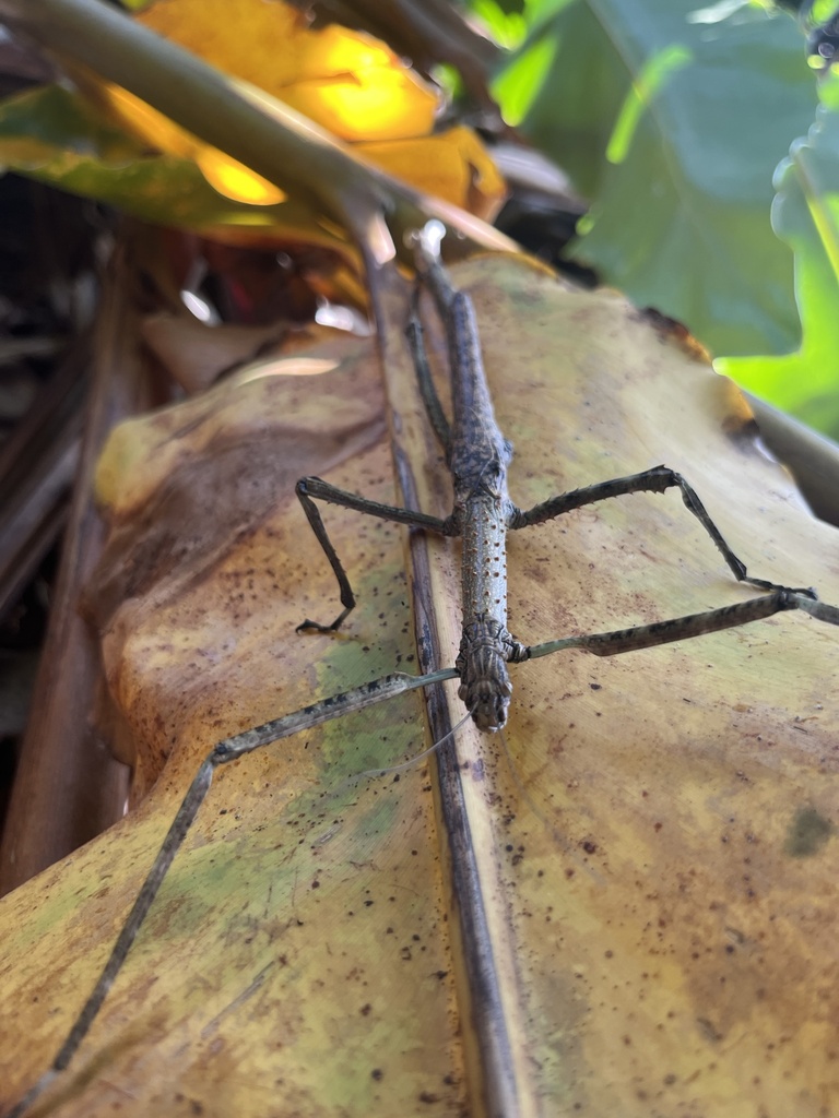 Strong Stick Insect from Bartle Frere, QLD, AU on November 16, 2025 at ...