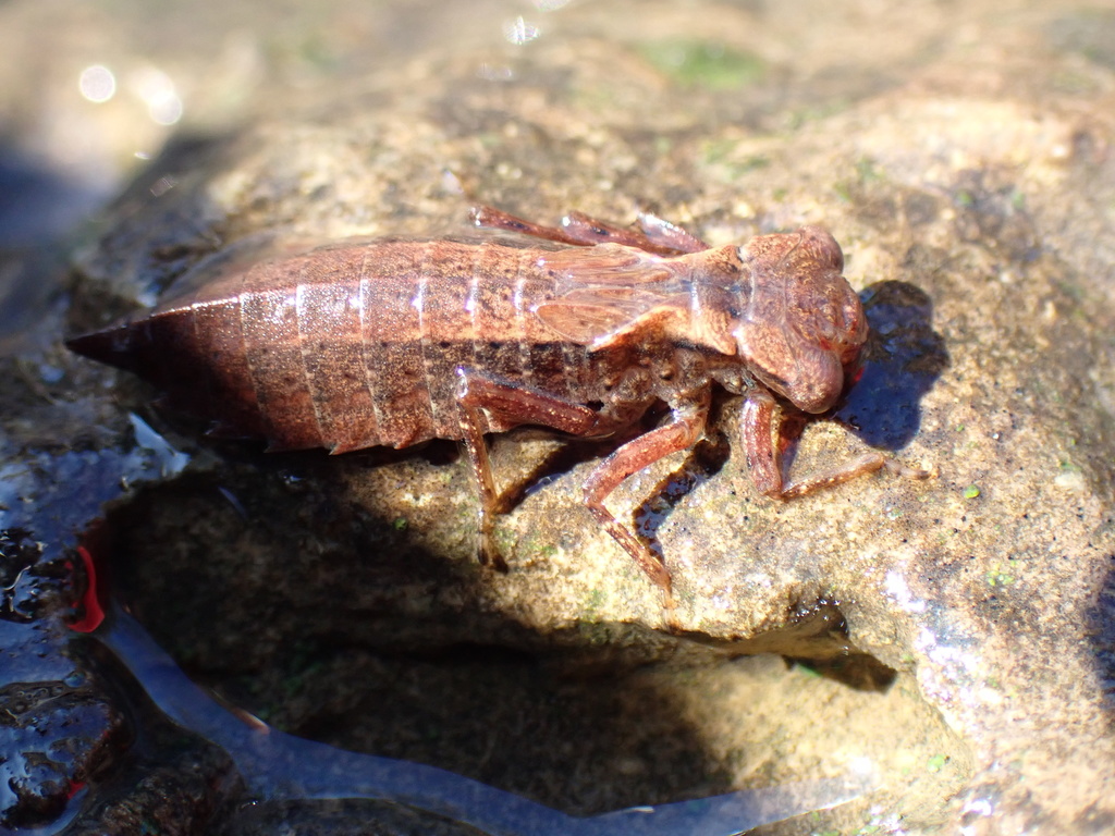 Swamp Darner from Joe Peay Rd, Spring Hill, TN, US on January 7, 2020 ...