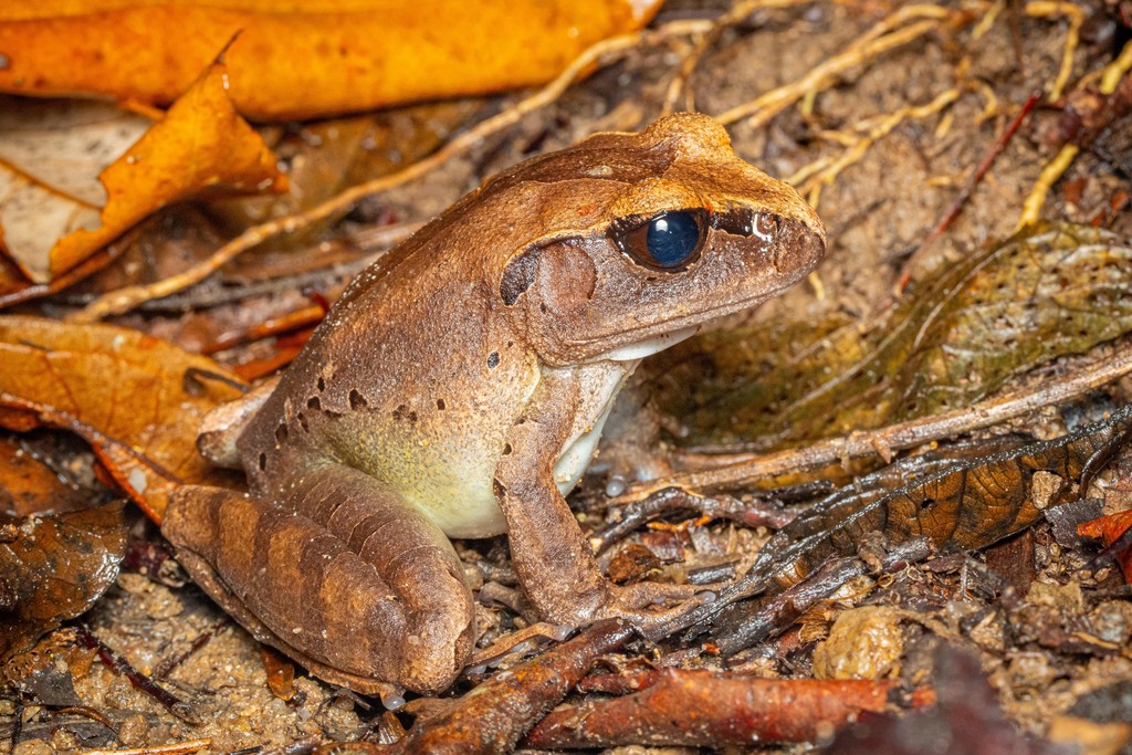 Northern Barred Frog from Murray Upper QLD 4854, Australia on November ...