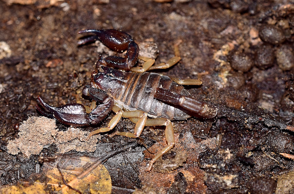 Western Forest Scorpion in December 2016 by Daniel Palmer · iNaturalist