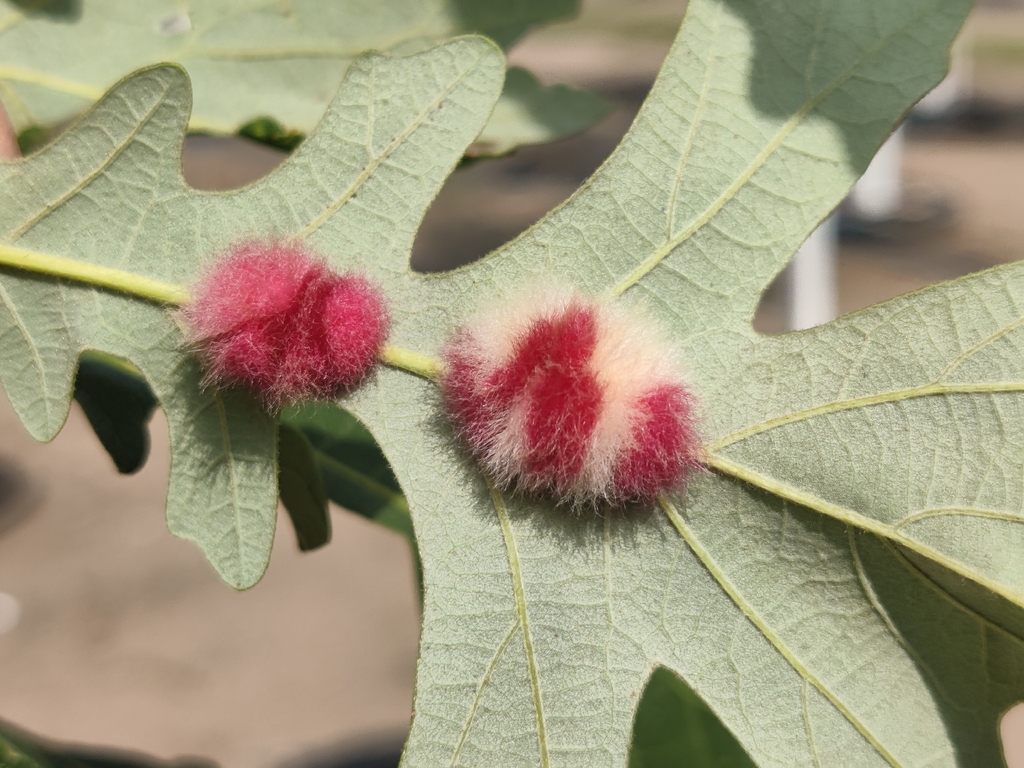Druon ignotum in August 2023 by findinthings · iNaturalist