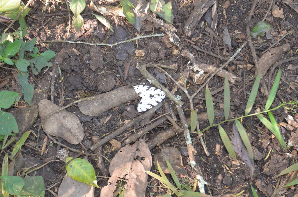 Lymantria todara from Distretto di Idukki, Kerala, India on December 30 ...