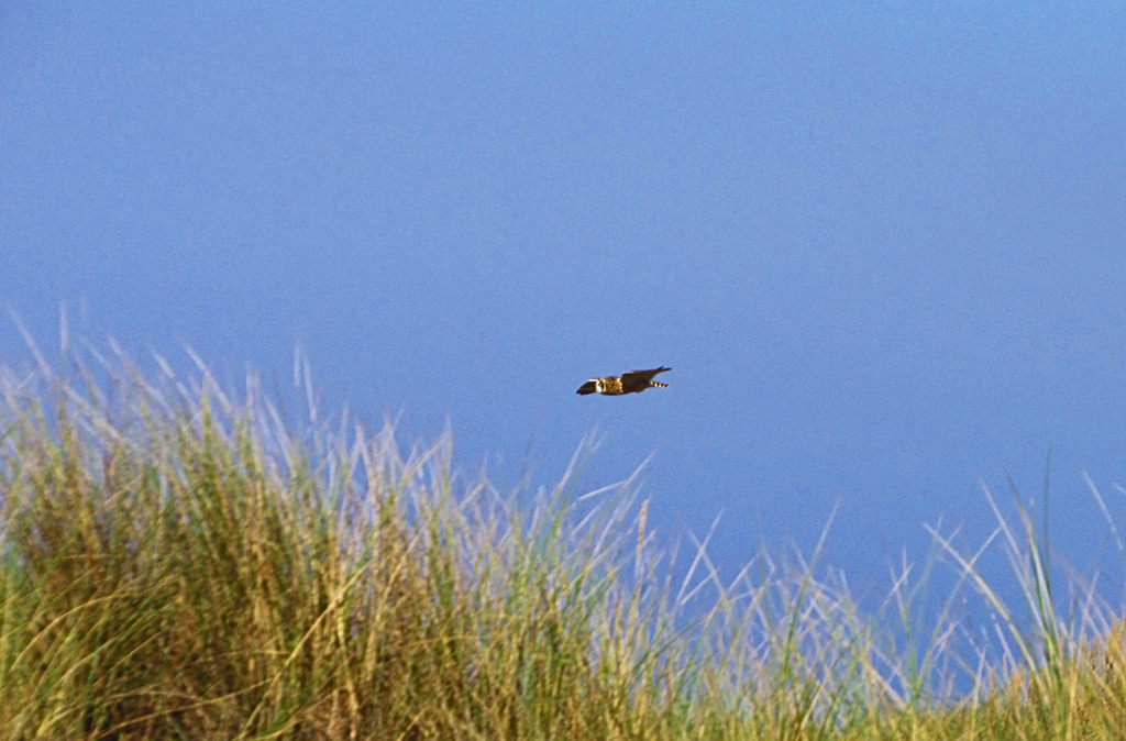 Short-eared Owl from Dunkerque, France on September 27, 2025 at 11:27 ...