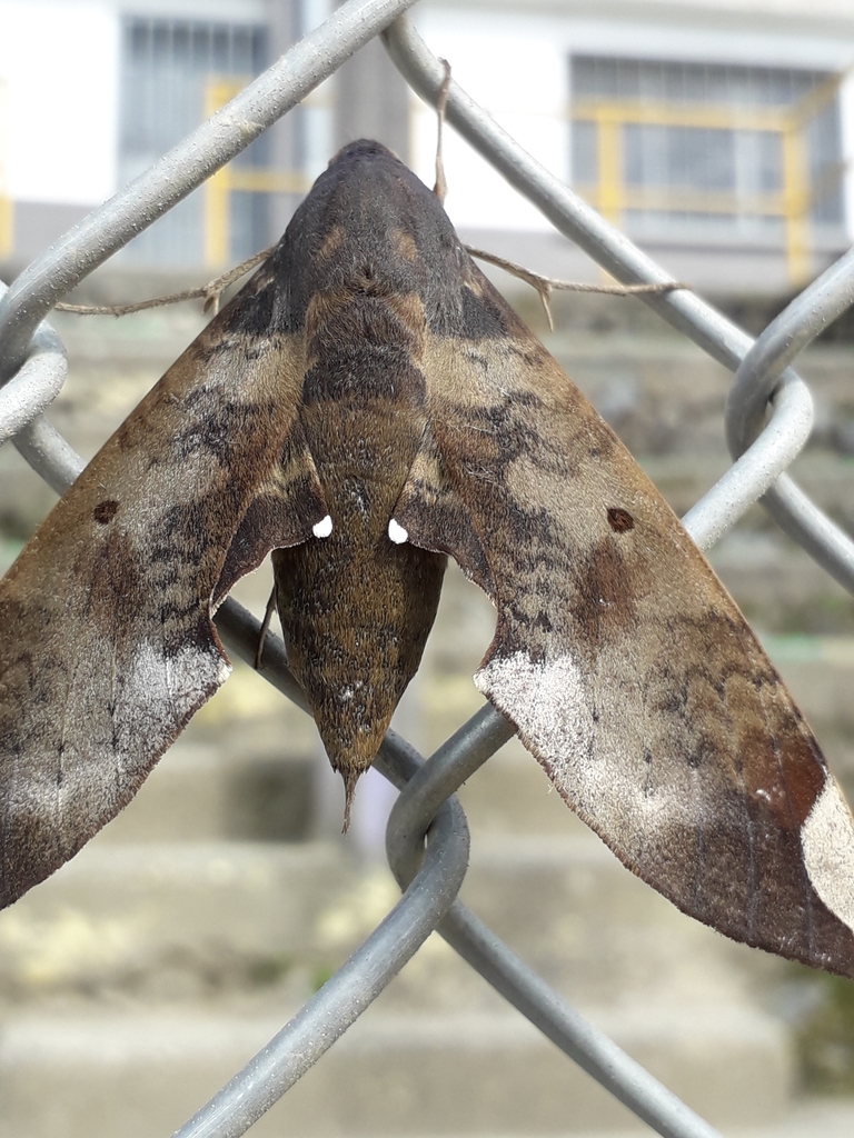 Fig Sphinx from Picachito, Medellín, Medellin, Antioquia, Colombia on July 02, 2019 at 09:19 AM ...