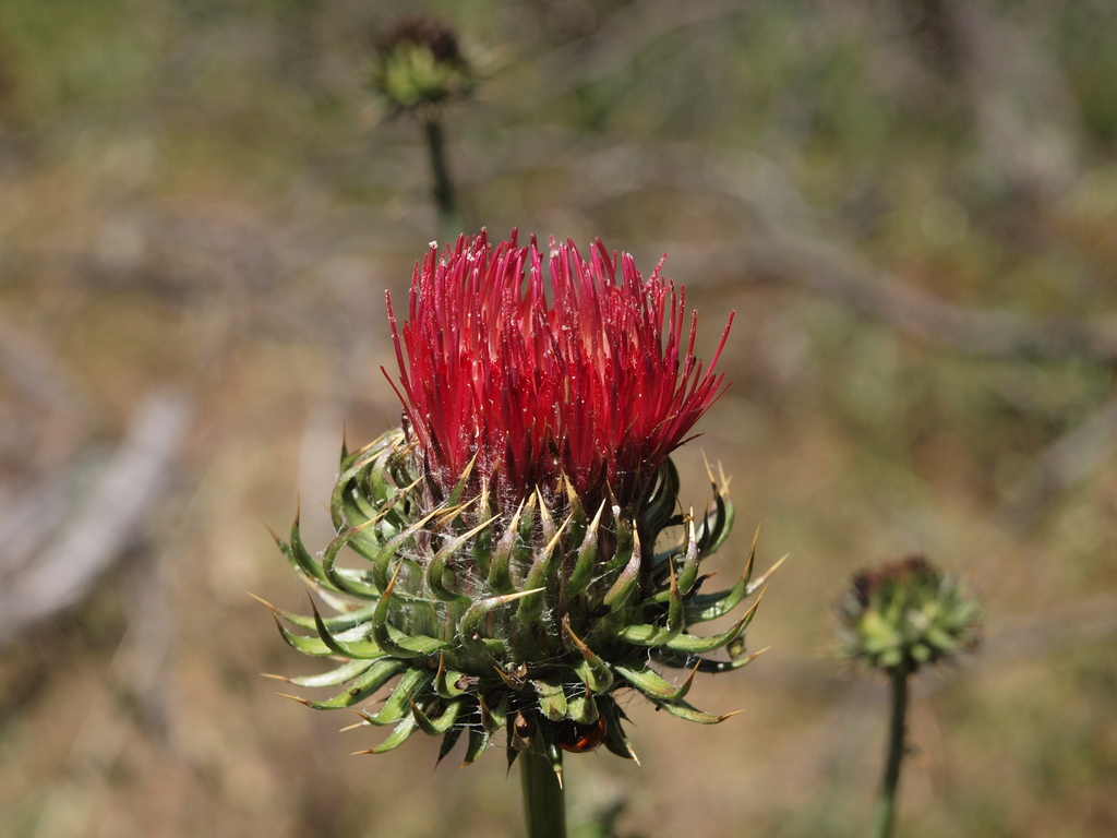 Venus Thistle (Rancho del Oso - Big Basin Redwoods State Park ...