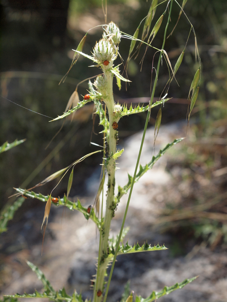 Venus Thistle (Rancho del Oso - Big Basin Redwoods State Park ...