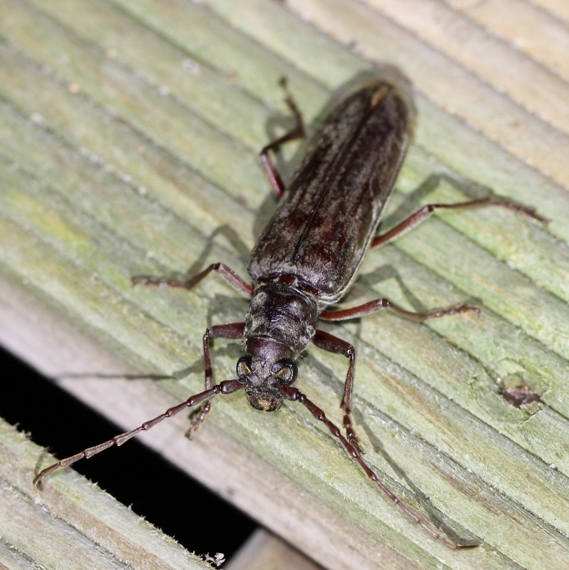 Pachydissus picipennis from Reedy Creek SA 5275, Australia on November ...
