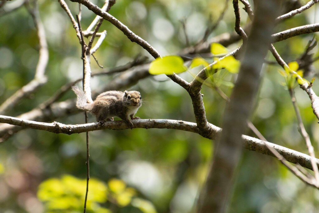 Taiwan Striped Squirrel in March 2024 by ph_hsu · iNaturalist