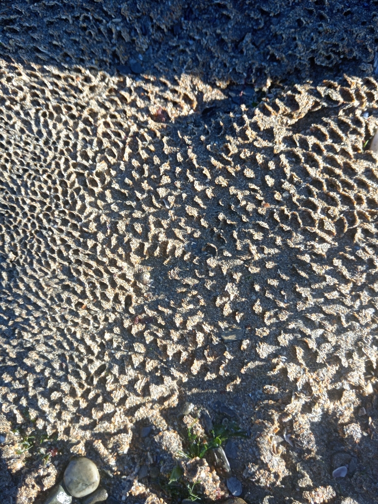 Honeycomb Worm from R604, Garrettstown, Co. Cork, Ireland on November ...